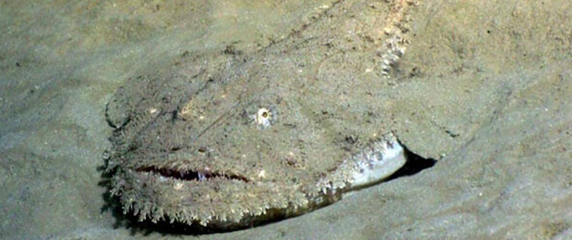 Monkfish: The Ocean's Phantom - Ocean Info
