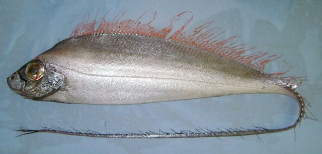 Ribbonfish: The Elusive Earthquake Fish - Ocean Info