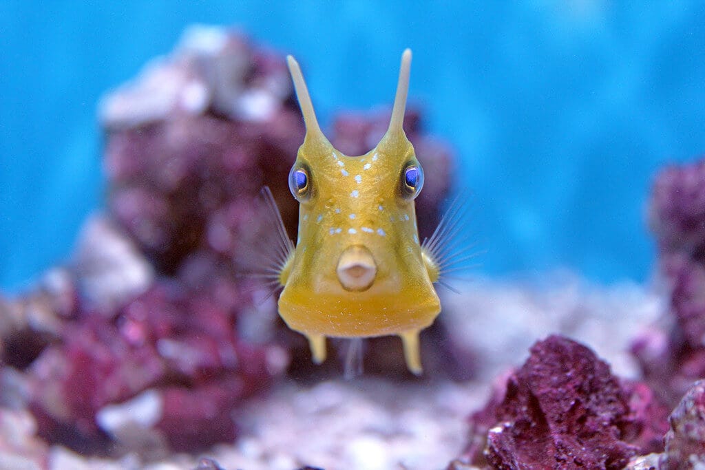Longhorn Cowfish (Lactoria cornuta) - Ocean Info