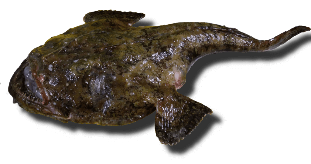 Monkfish: The Ocean's Phantom - Ocean Info