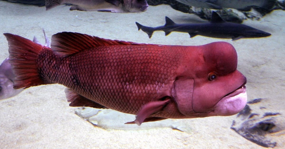 Asian Sheepshead Wrasse (Semicossyphus reticulatus) - Ocean Info