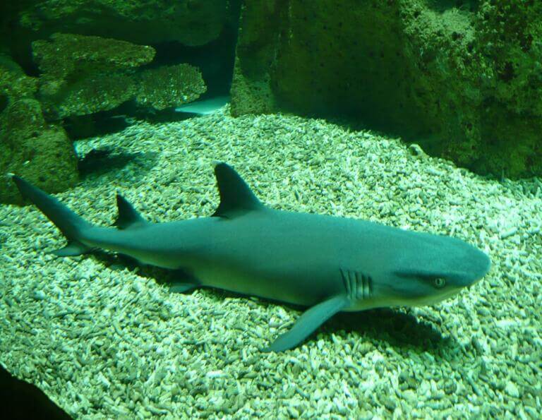 Cartilaginous Fish vs Bony Fish: Main Differences - Ocean Info