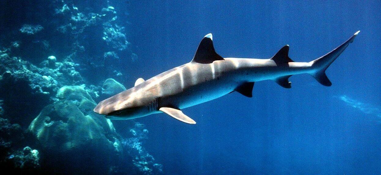 Oceanic Whitetip Shark: A Critically Endangered Species - Ocean Info