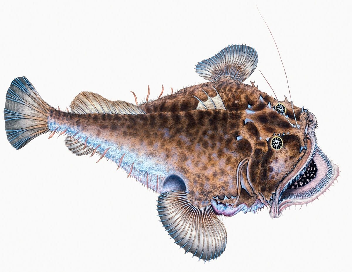 Monkfish: The Ocean's Phantom - Ocean Info