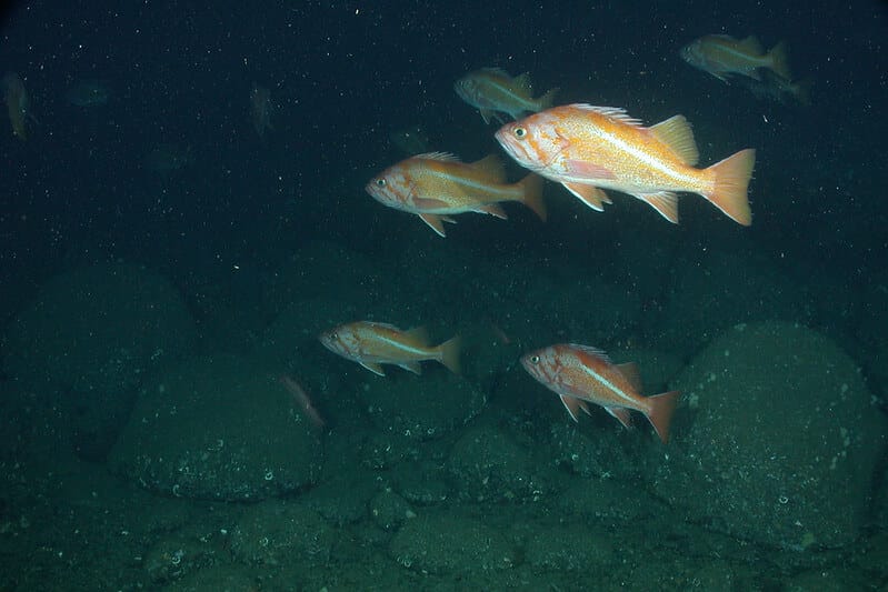 Canary Rockfish (Sebastes pinniger) - Ocean Info