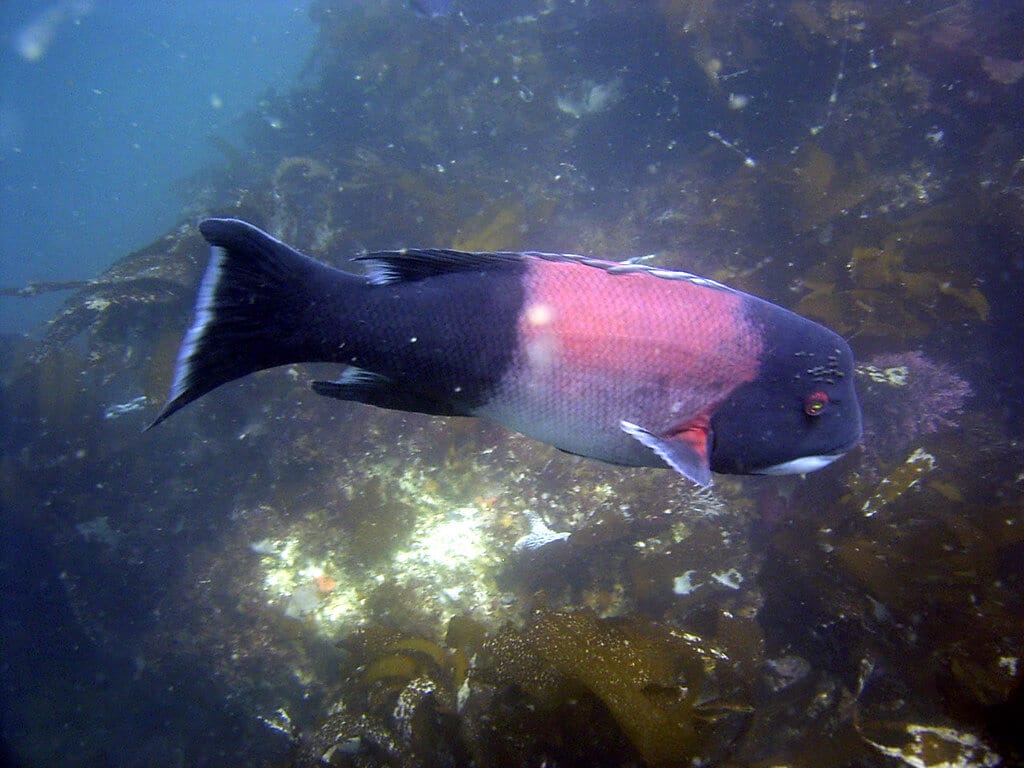 California Sheephead (Semicossyphus pulcher) - Ocean Info