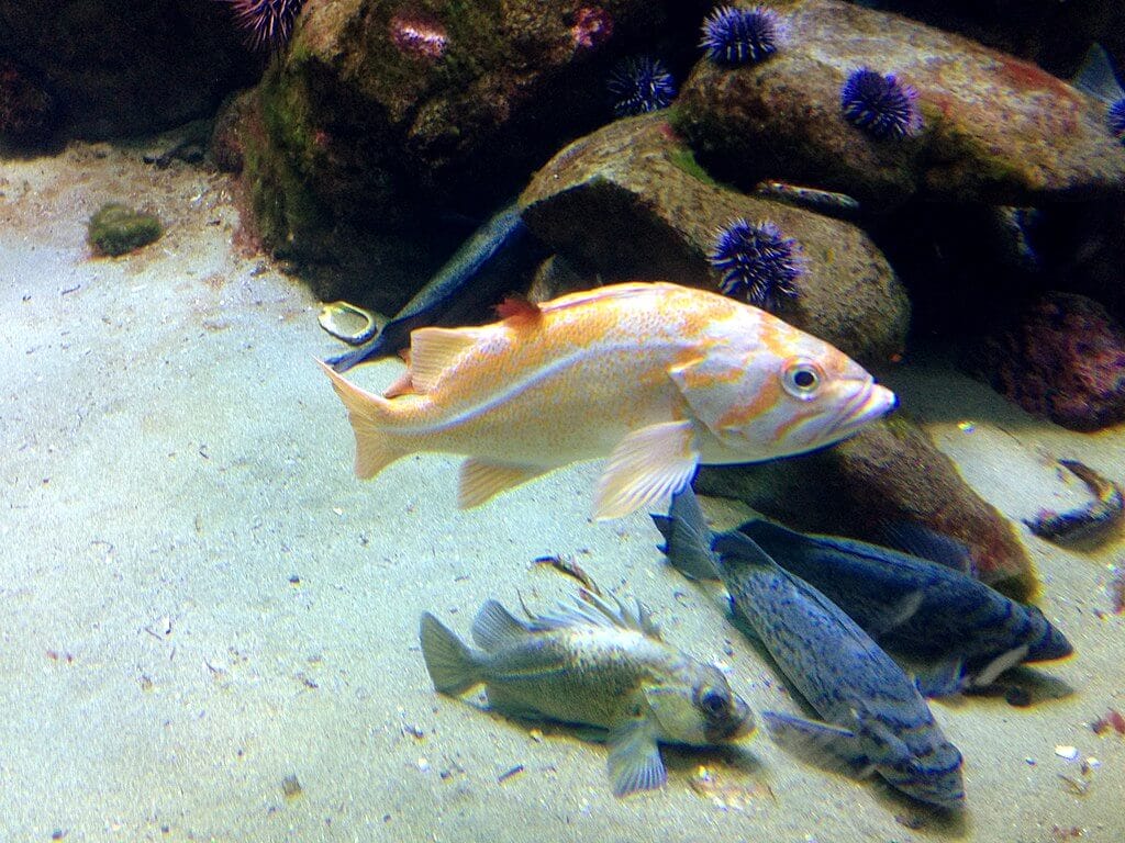 Canary Rockfish (Sebastes pinniger) - Ocean Info