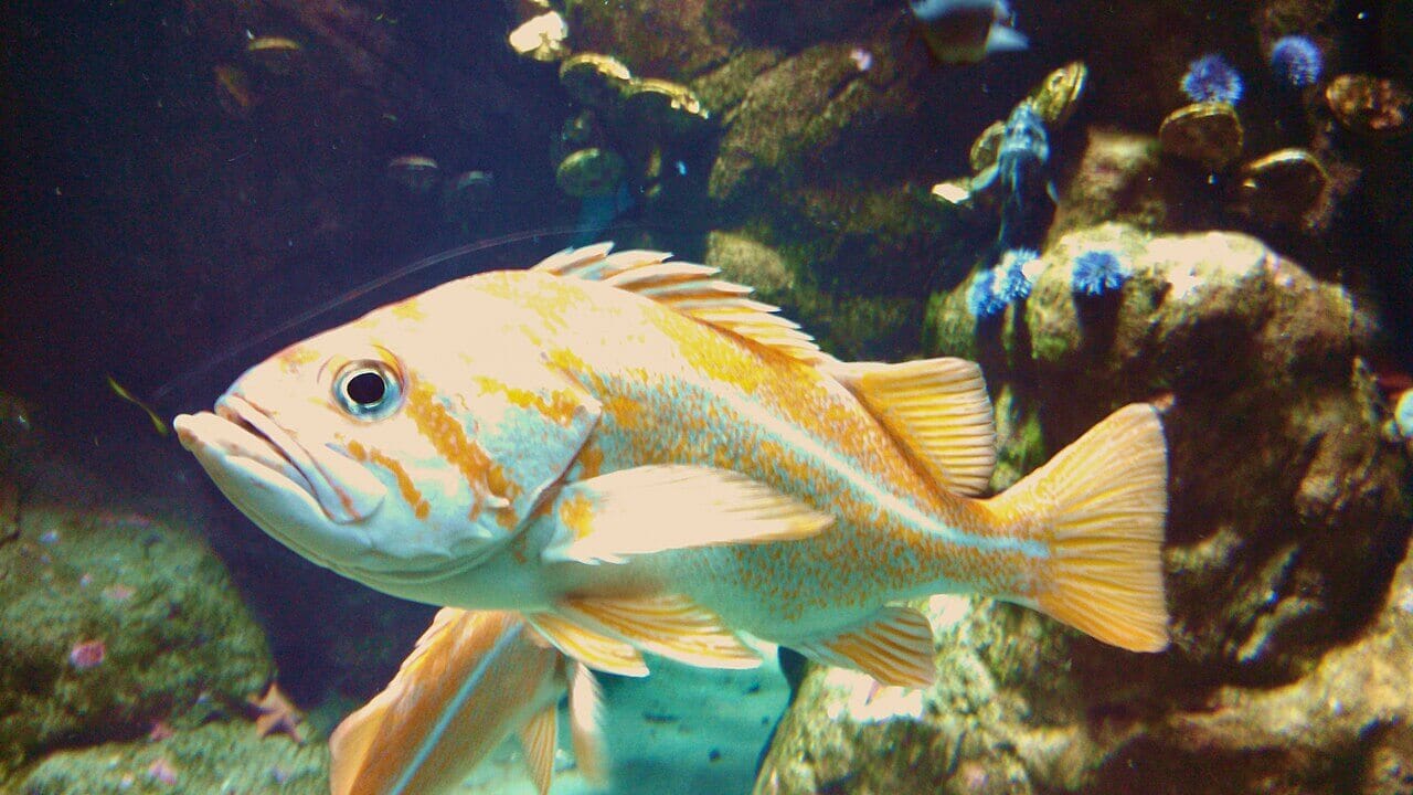 Canary Rockfish (Sebastes pinniger) - Ocean Info
