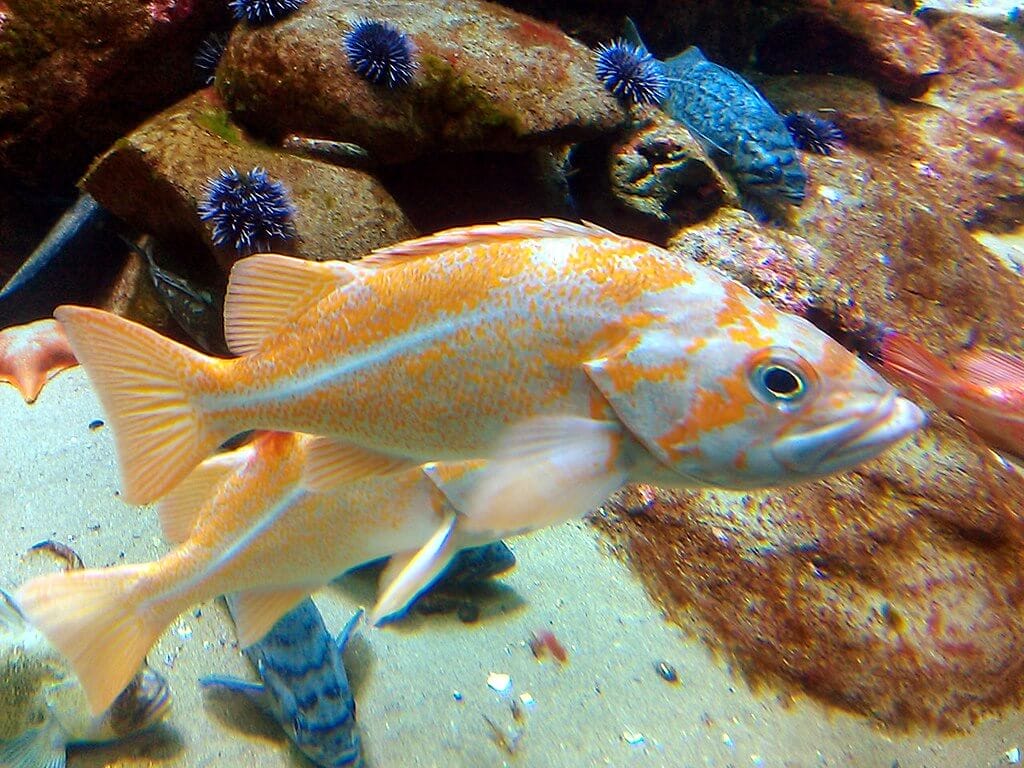 Canary Rockfish (Sebastes pinniger) - Ocean Info
