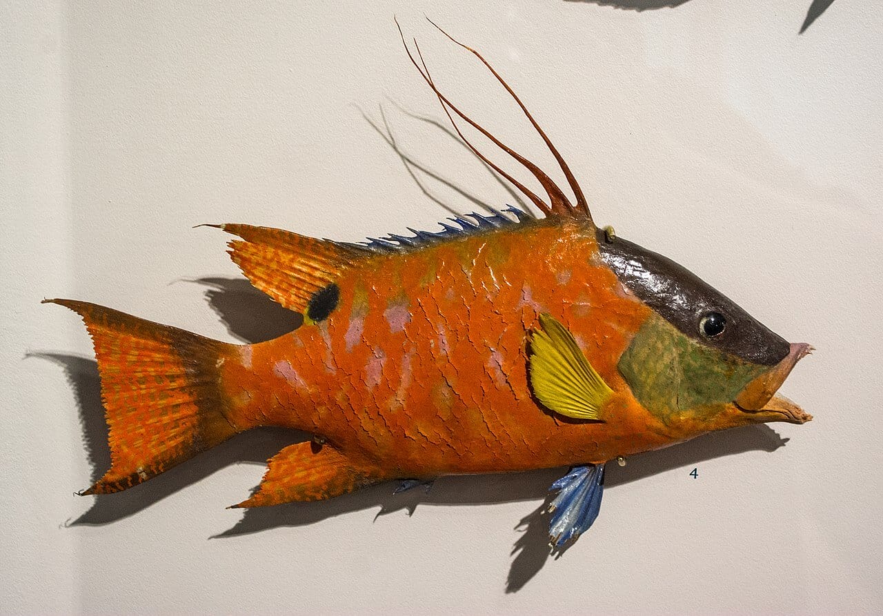 Hogfish - Ocean Info