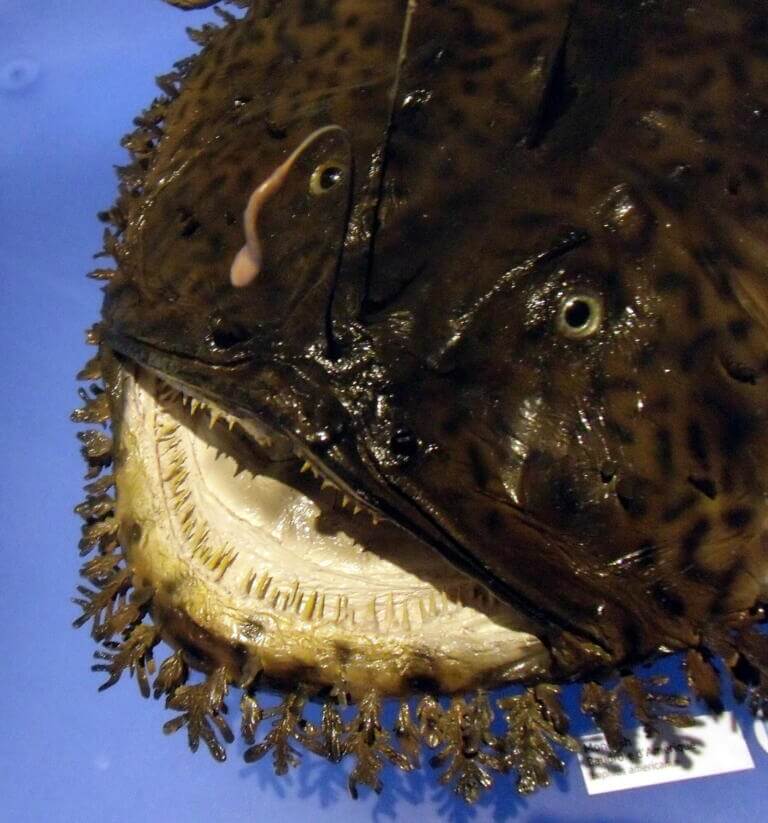 Monkfish: The Ocean's Phantom - Ocean Info