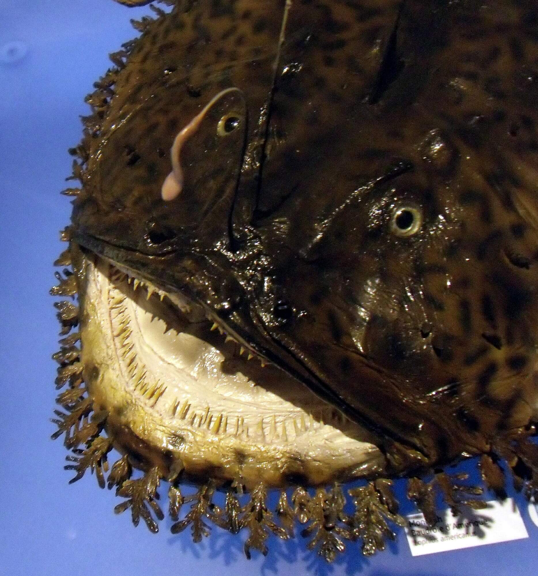 Monkfish: The Ocean's Phantom - Ocean Info