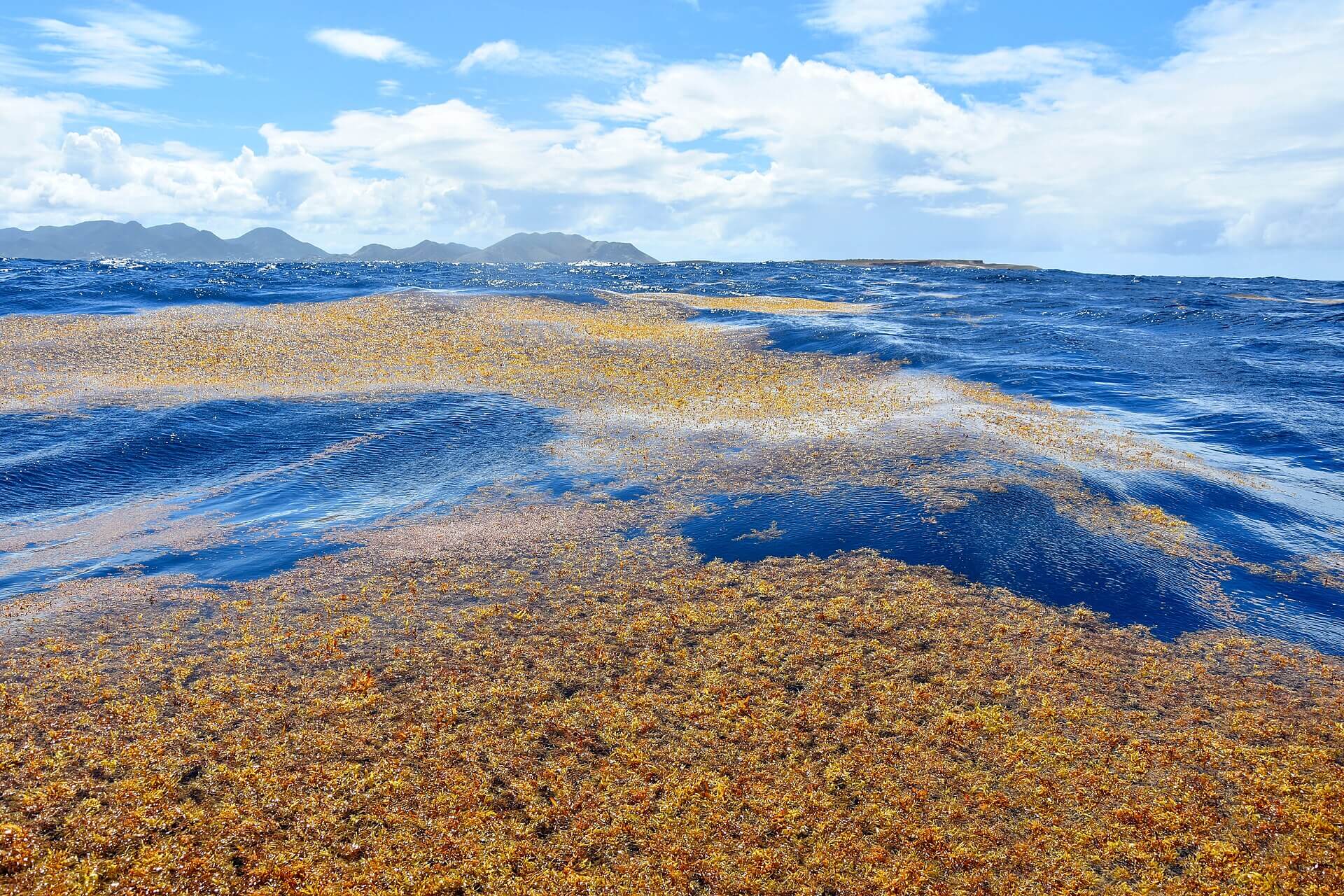 Wireweed (Sargassum muticum) - Ocean Info