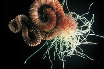 Spaghetti Worm: The Tangled Seabed Inhabitant - Ocean Info