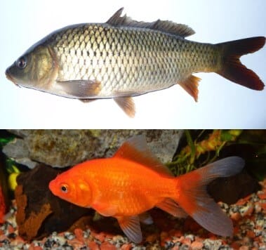 Carp vs Goldfish: Main Differences - Ocean Info