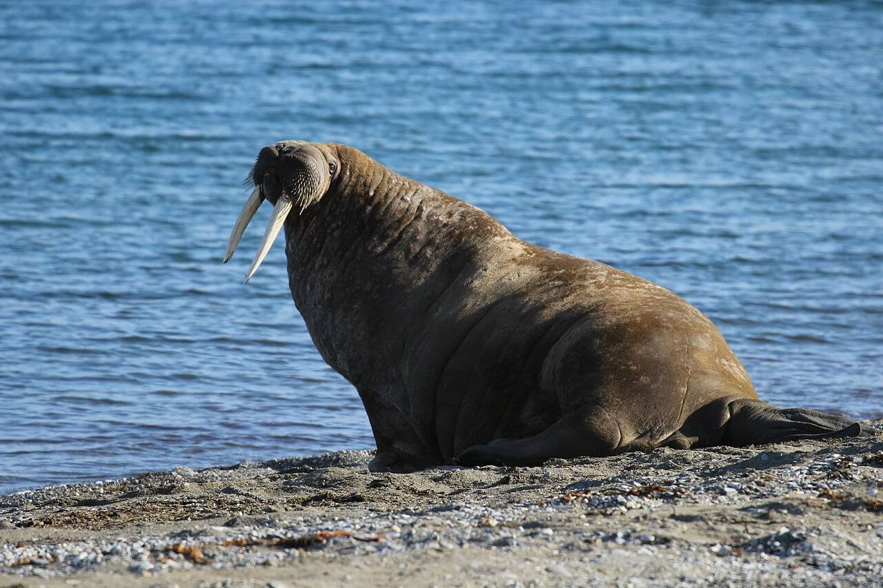 Walrus: The Arctic Behemoth - Ocean Info