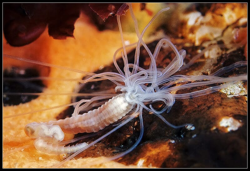 Spaghetti Worm: The Tangled Seabed Inhabitant - Ocean Info