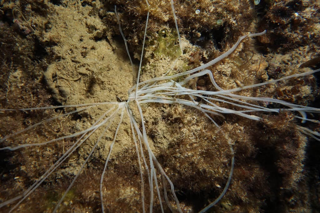 Spaghetti Worm: The Tangled Seabed Inhabitant - Ocean Info