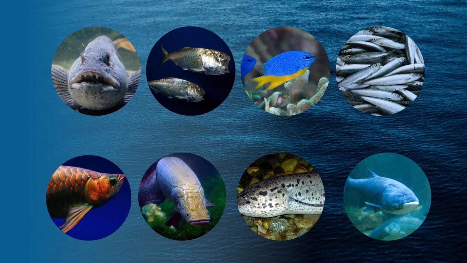 Tiny Wonders: The 7 Smallest Fish on Earth - Ocean Info