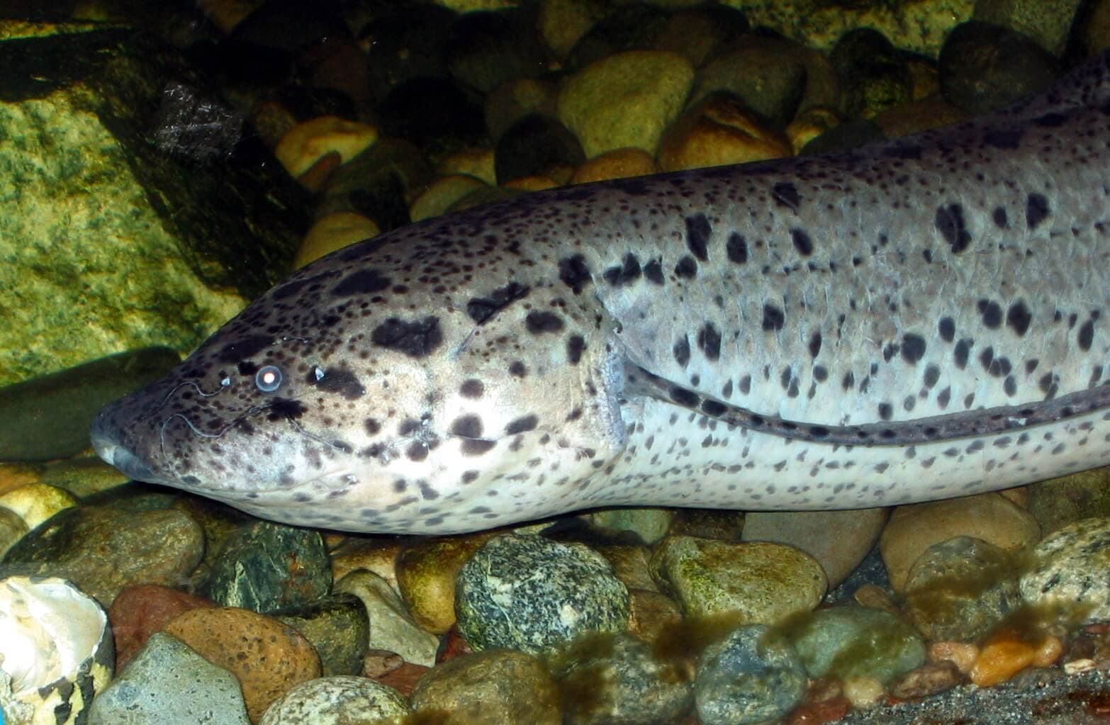 60+ Fish That Start with L: Common and Scientific Names - Ocean Info