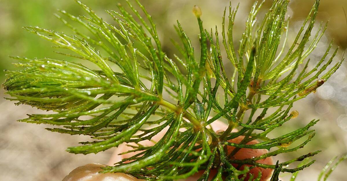 Coontail (Ceratophyllum demersum) - Ocean Info