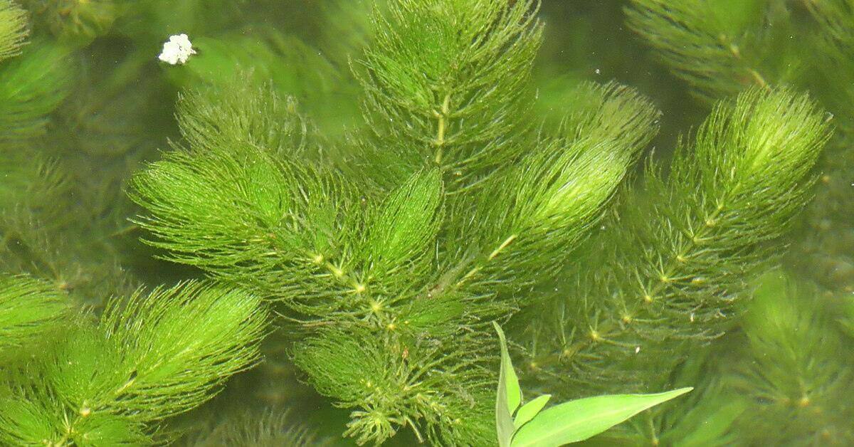 Coontail (Ceratophyllum demersum) - Ocean Info