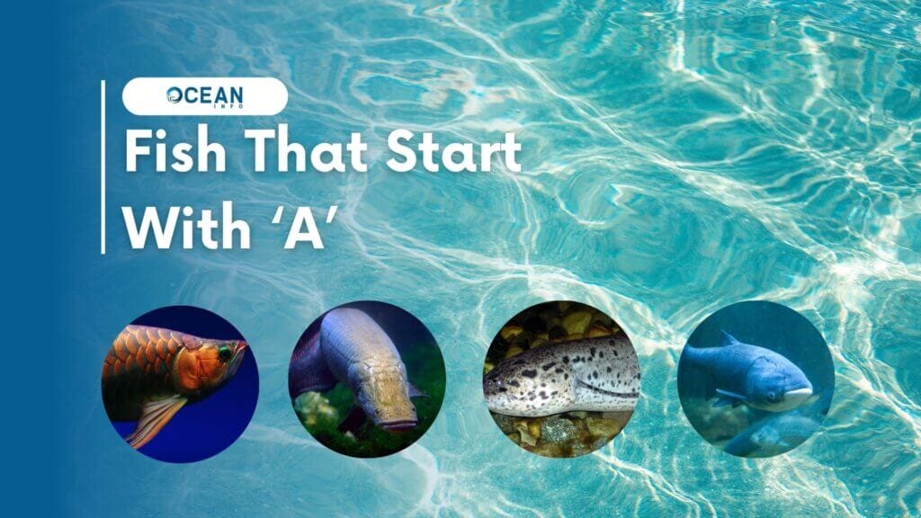110+ Fish That Start With A - Ocean Info