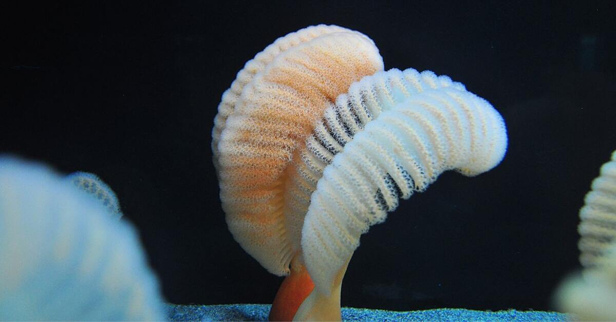 Sea Pen (Pennatulacea) - Ocean Info