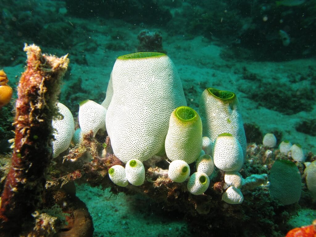 Sea Squirts (Ascidians): Ocean's Organic Filters - Ocean Info