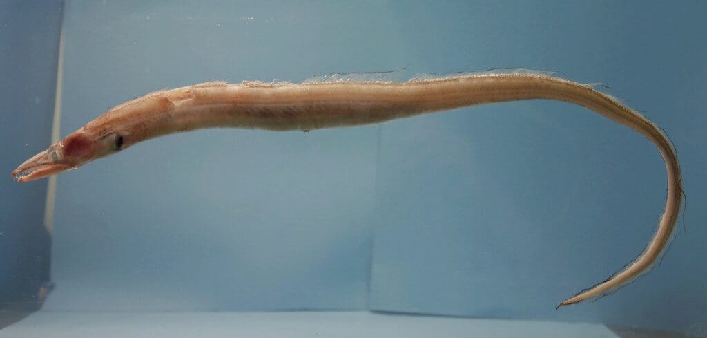 50 Fish That Start With X: Common And Scientific Names - Ocean Info