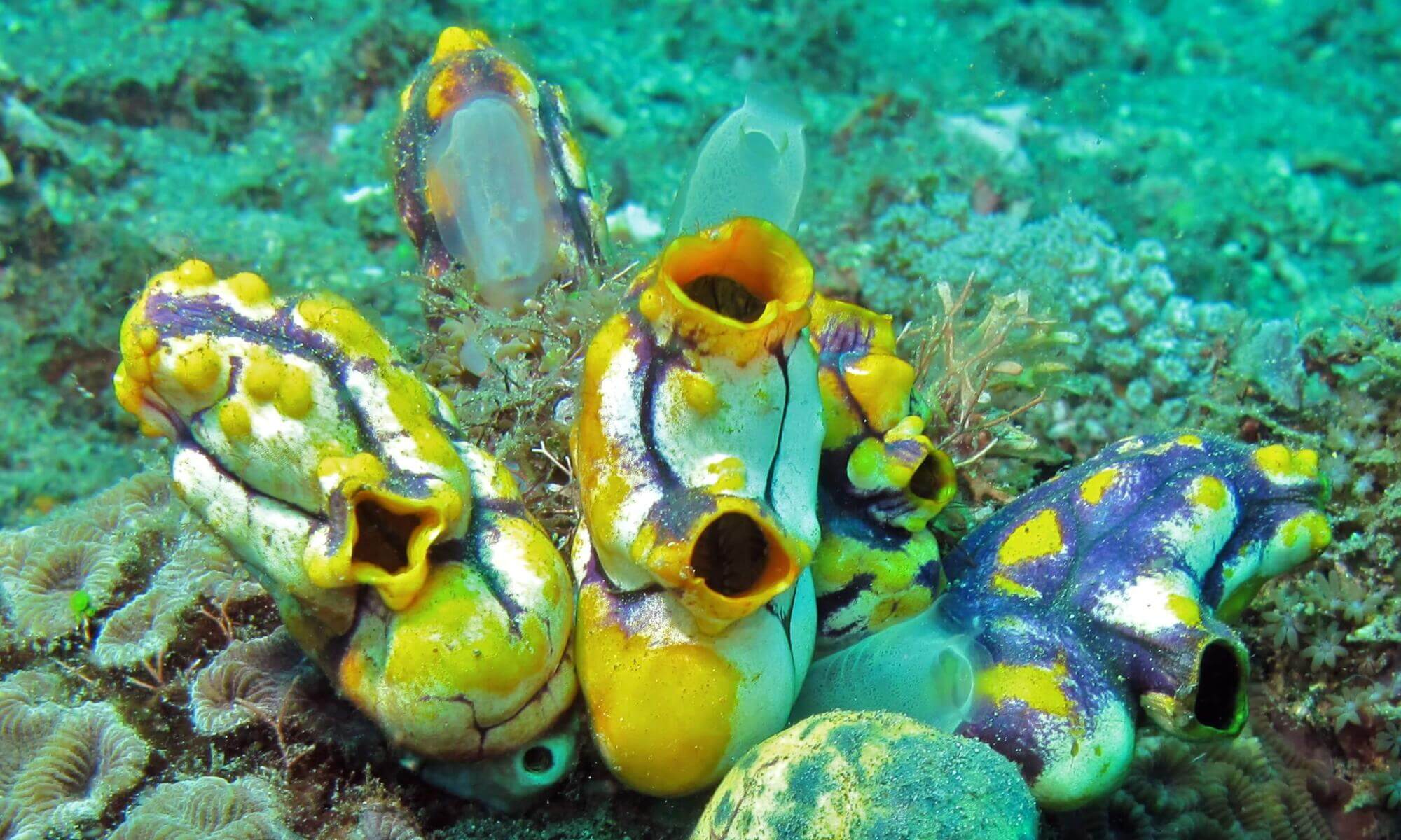 Sea Squirts (Ascidians): Ocean's Organic Filters - Ocean Info
