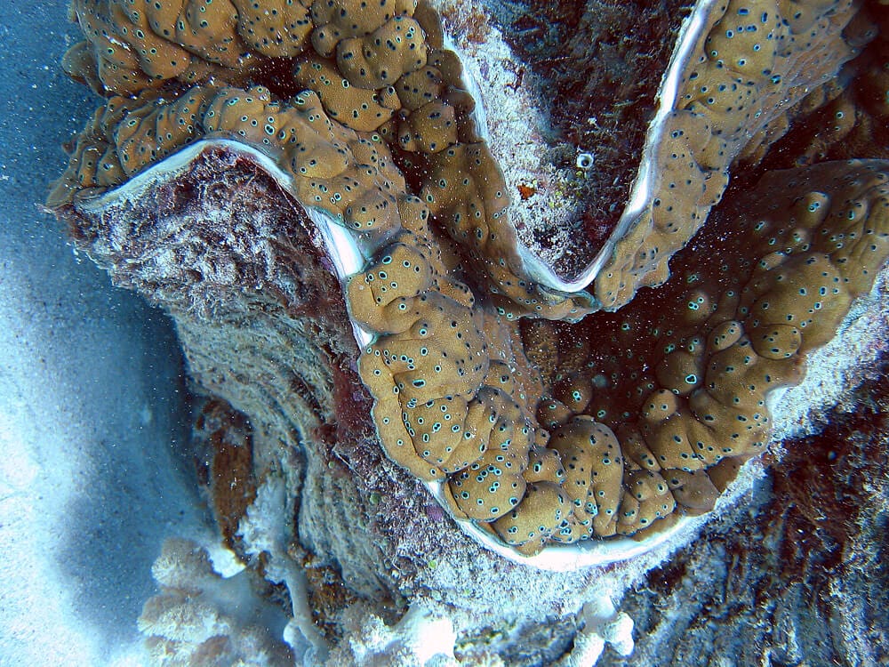 Giant Clam (Tridacna gigas) - Ocean Info