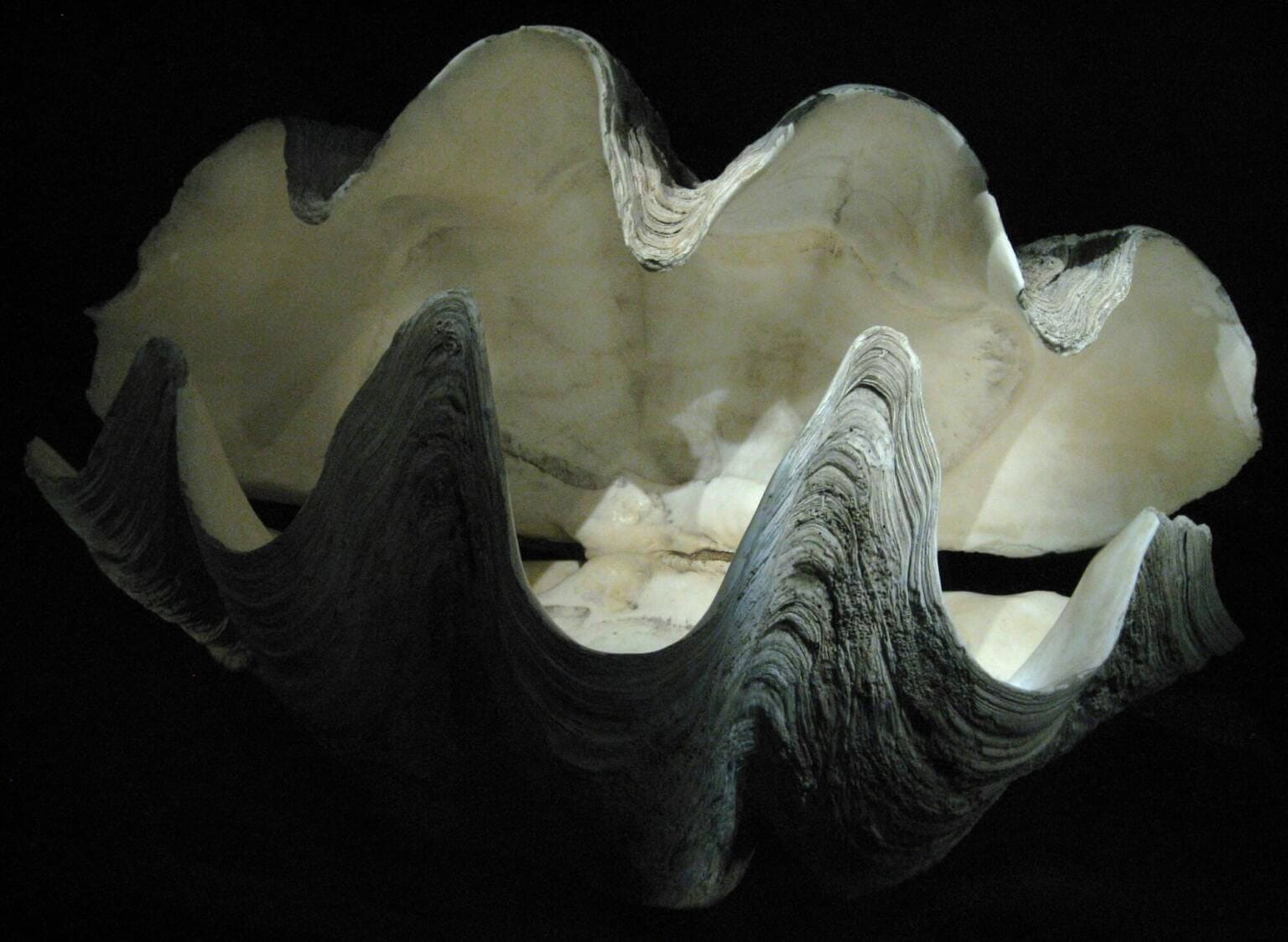 Giant Clam (Tridacna gigas) - Ocean Info
