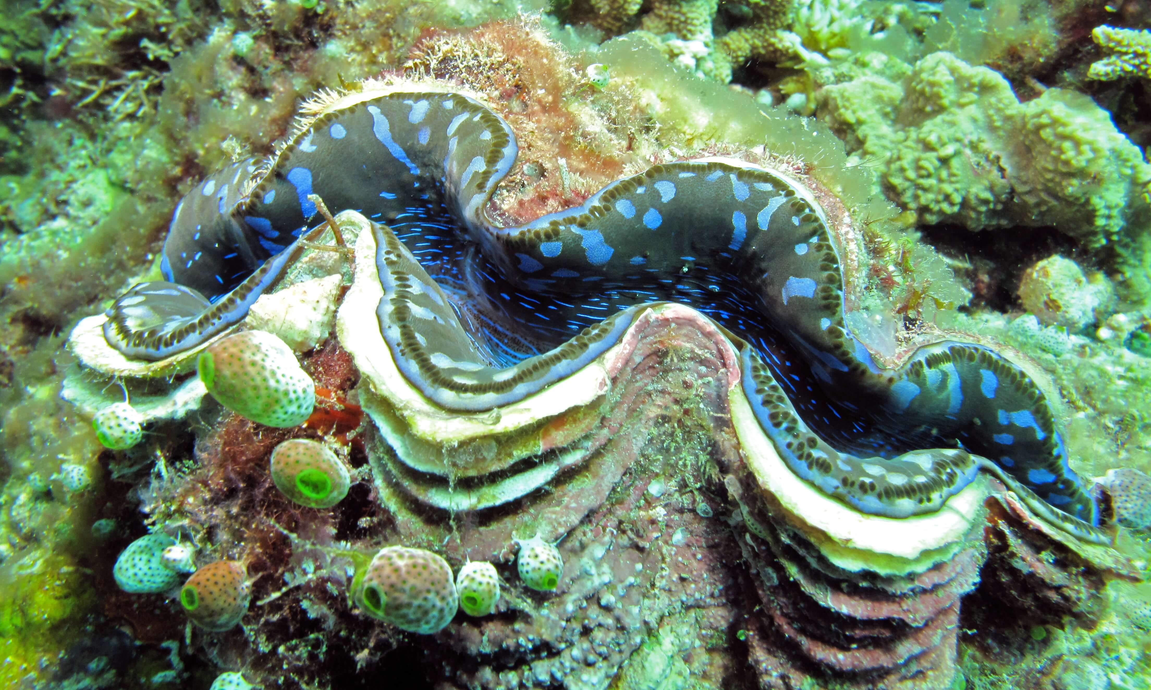 Giant Clam (Tridacna gigas) - Ocean Info