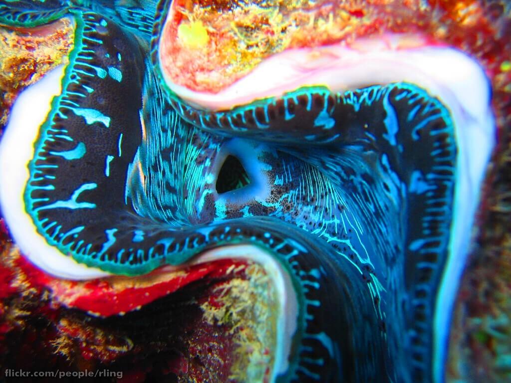 Giant Clam (Tridacna gigas) - Ocean Info