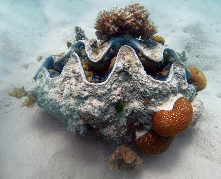 Giant Clam (Tridacna gigas) - Ocean Info