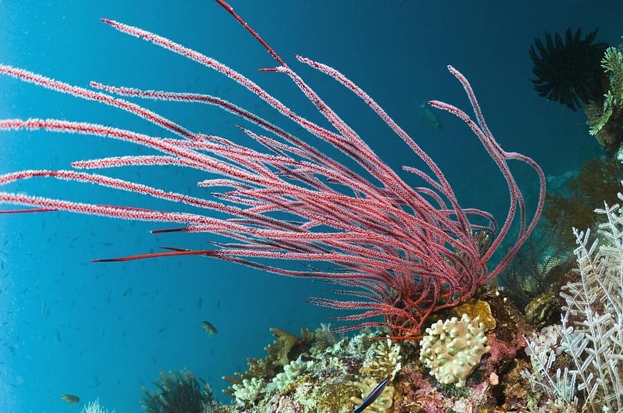 Red Sea Whip (Leptogorgia virgulata) - Ocean Info