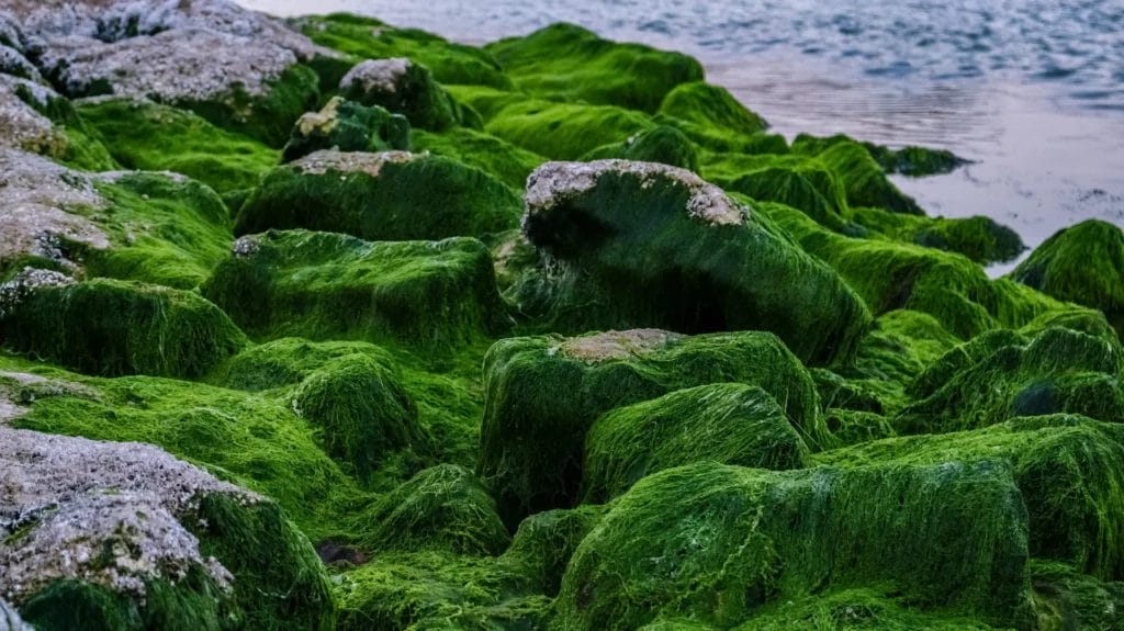5 Main Types of Algae in the Ocean - Ocean Info