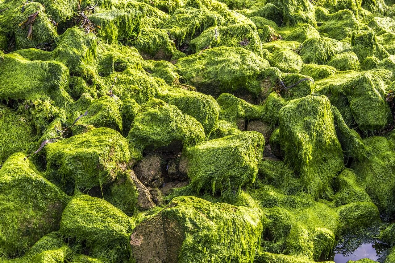 5 Main Types of Algae in the Ocean - Ocean Info