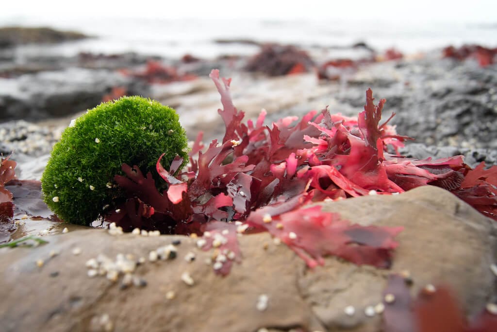 5 Main Types of Algae in the Ocean - Ocean Info
