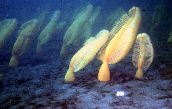 15 Amazing Underwater Plants and Corals - Ocean Info