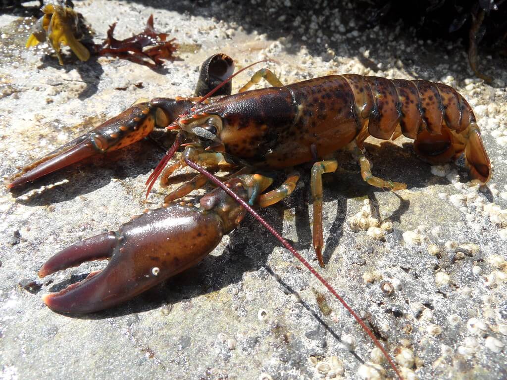 American Lobster: Diet, Habitat & Other Facts - Ocean Info