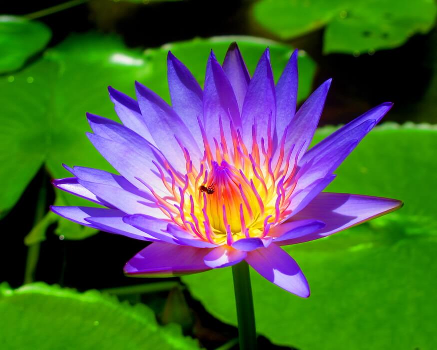 Water Lily: Facts, Species, Habitat, and More! - Ocean Info