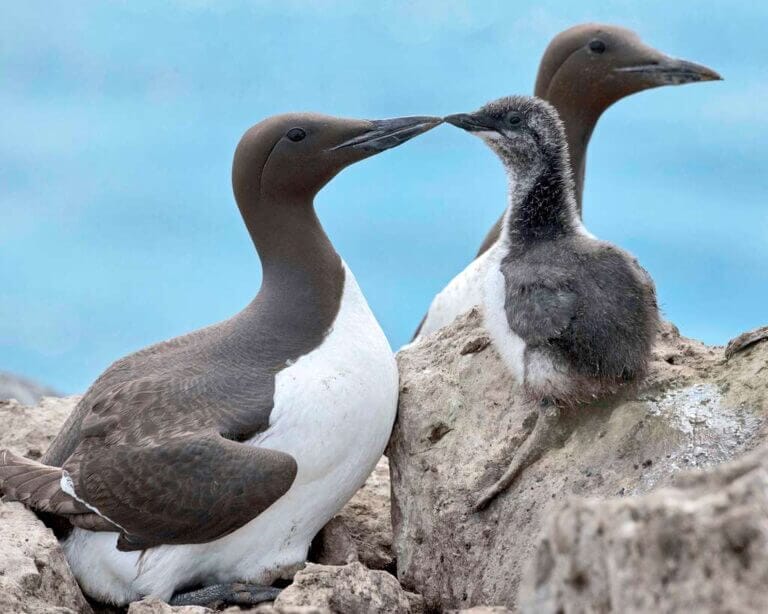 Common Murre: Master Divers of The Ocean - Ocean Info