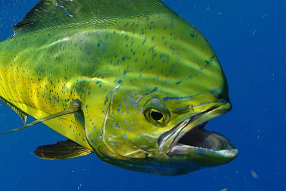 Mahi-Mahi: The Beautiful and Unique Dolphin Fish - Ocean Info