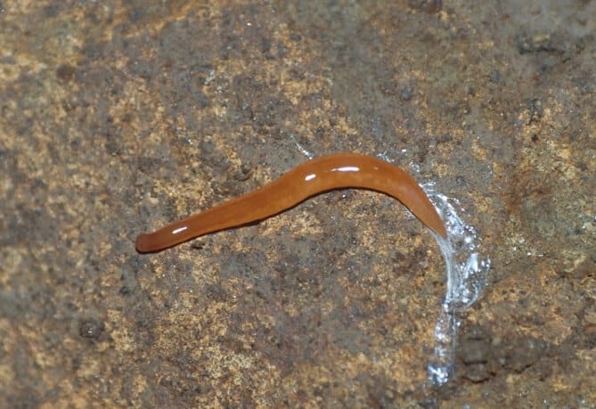 Nemertea (Ribbon Worms) - Ocean Info