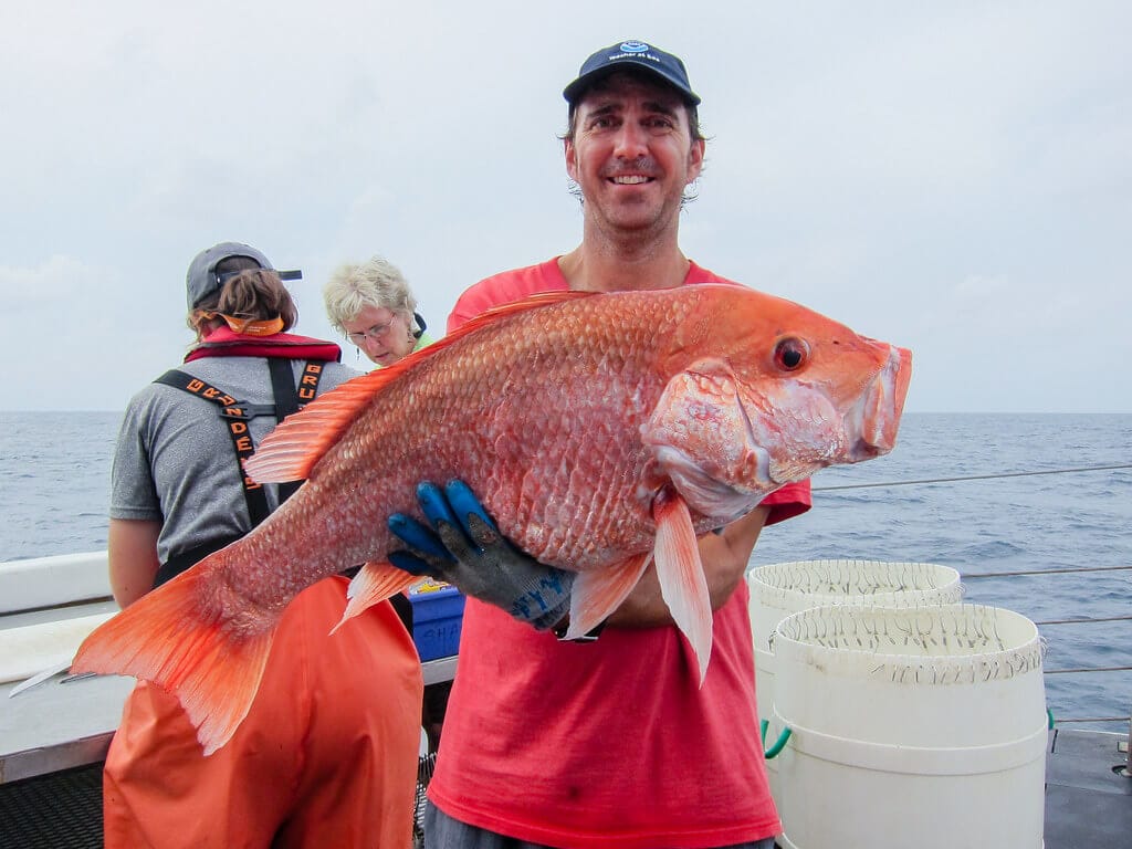 Northern Red Snapper (Lutjanus campechanus) - Ocean Info