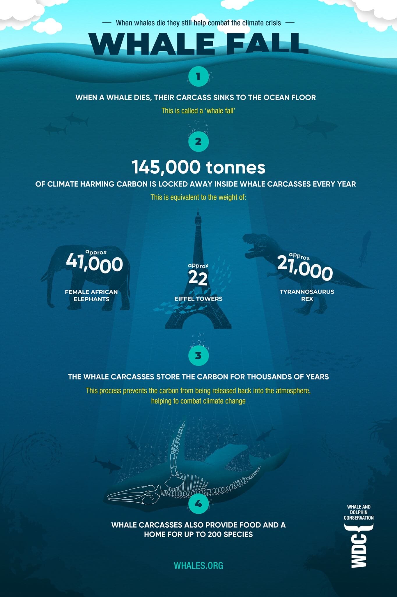 Whale Fall Ecosystems: A Deep Ocean Oasis - Ocean Info