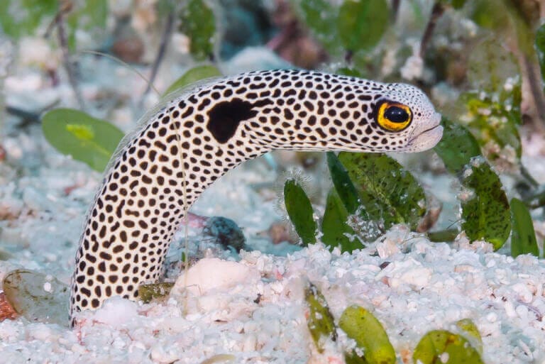 Eel: The Snake-Like Fish - Ocean Info