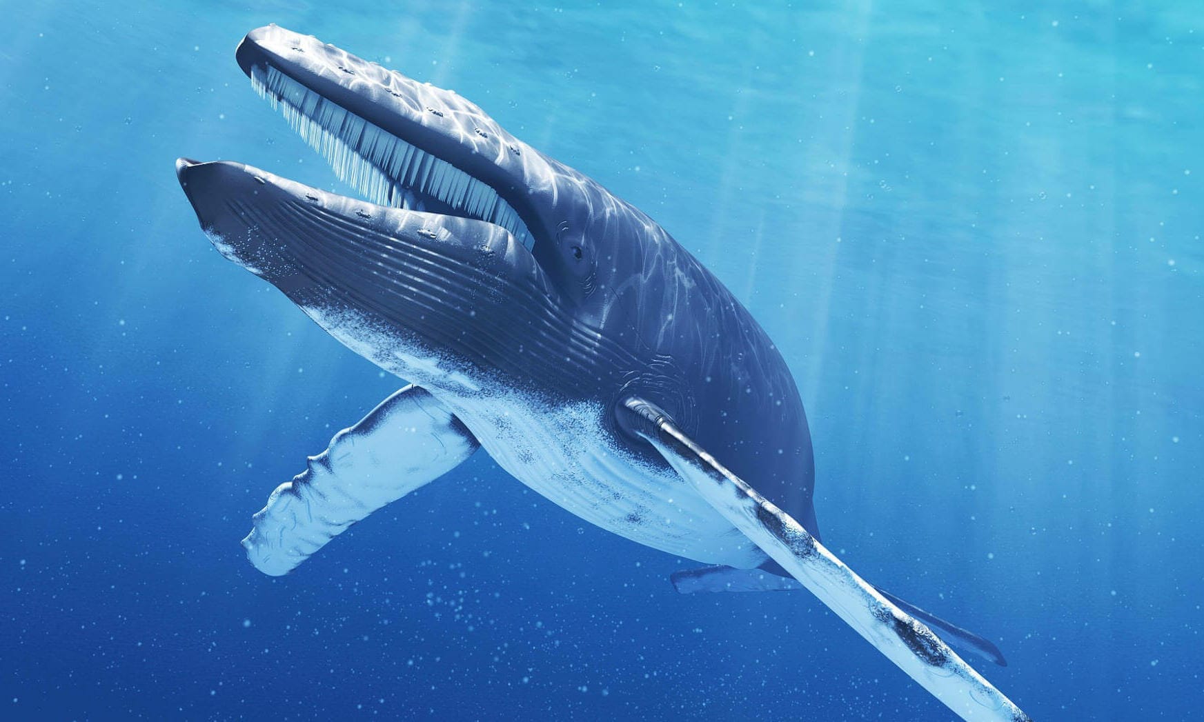 Sperm Whale vs Blue Whale: Main Differences - Ocean Info